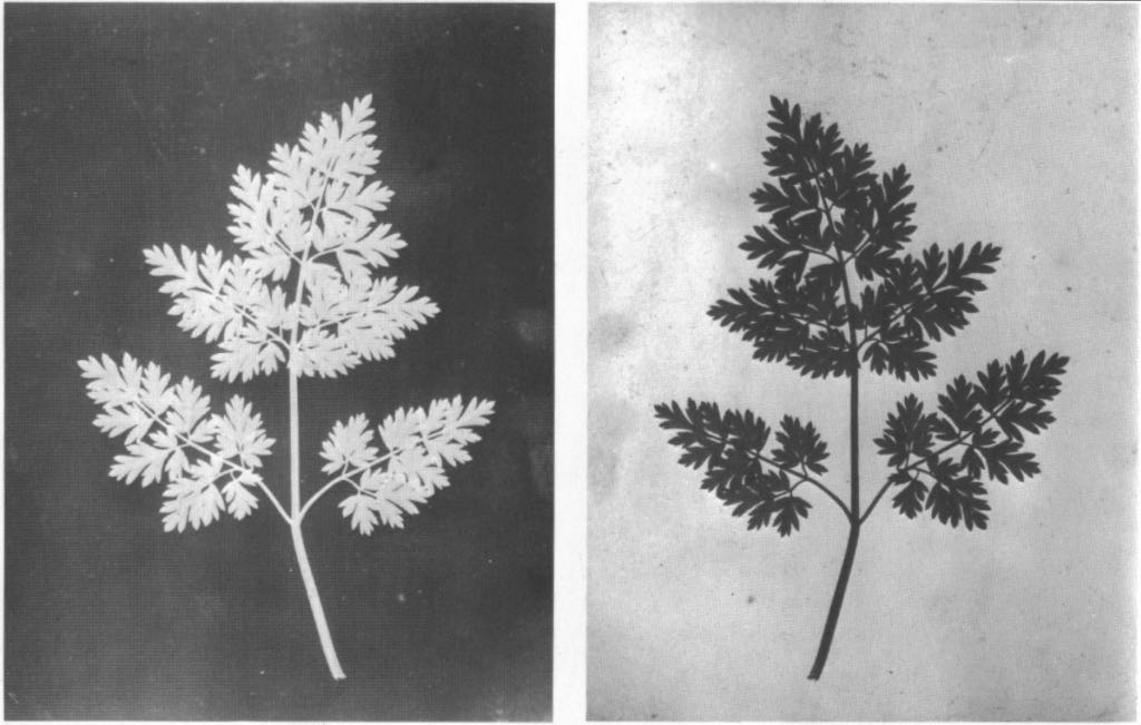 Quando nasce la Fotografia? La sua storia in 5 fasi